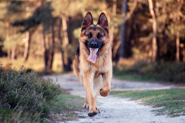 Katere so primerne pasme psov za tek?